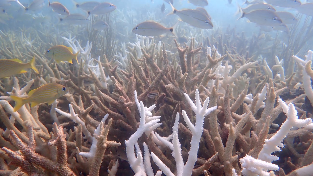 Two coral species in Florida 'functionally extinct' after marine heat ...