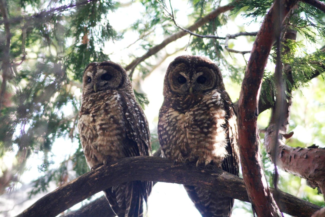 Trump admin sued over delay in California spotted owls protections ...