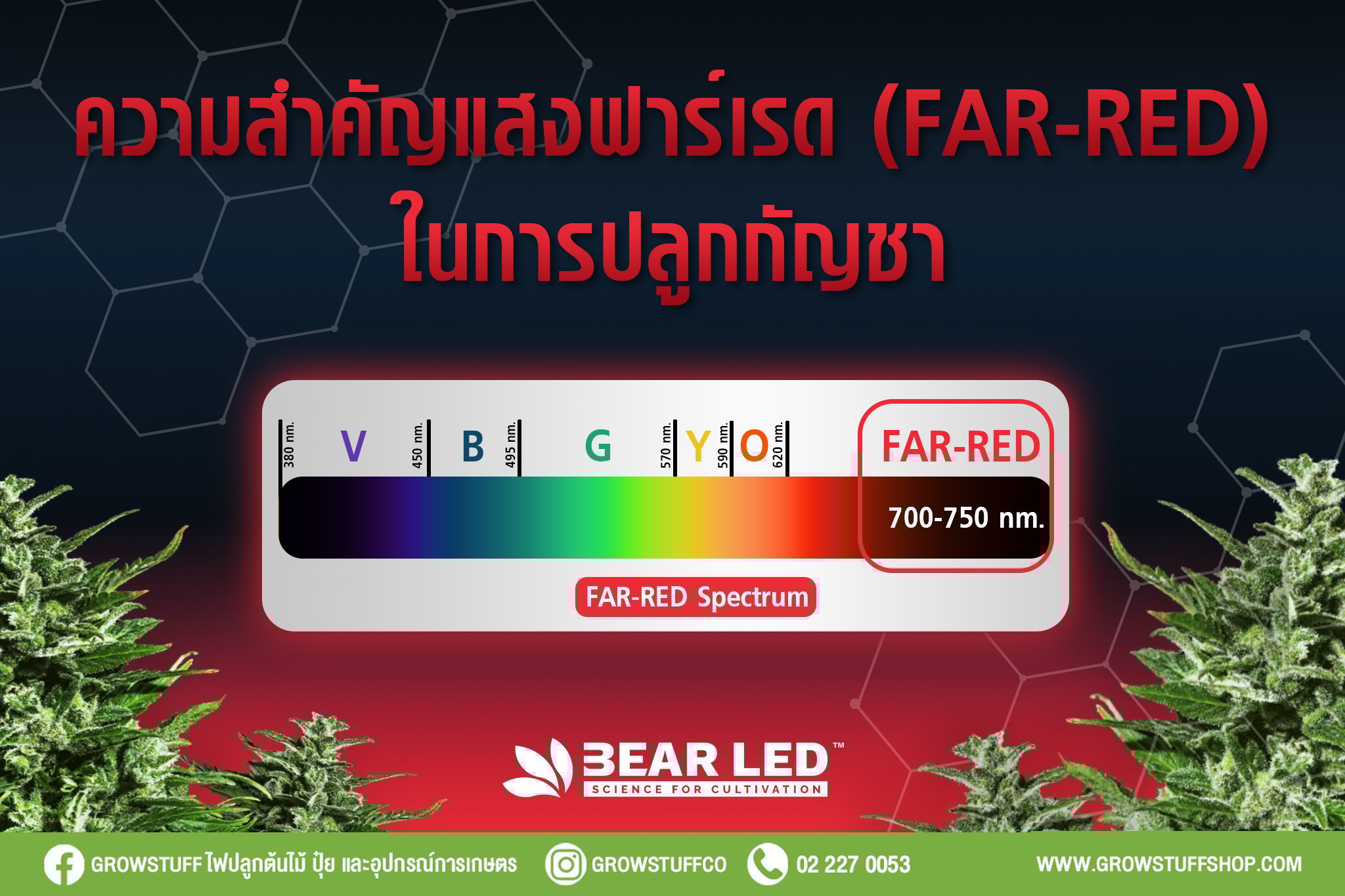 ความสำคัญของแสงฟาร์เรด (Far-Red) ในไฟปลูกต้นกัญชา - GrowStuff Shop ...