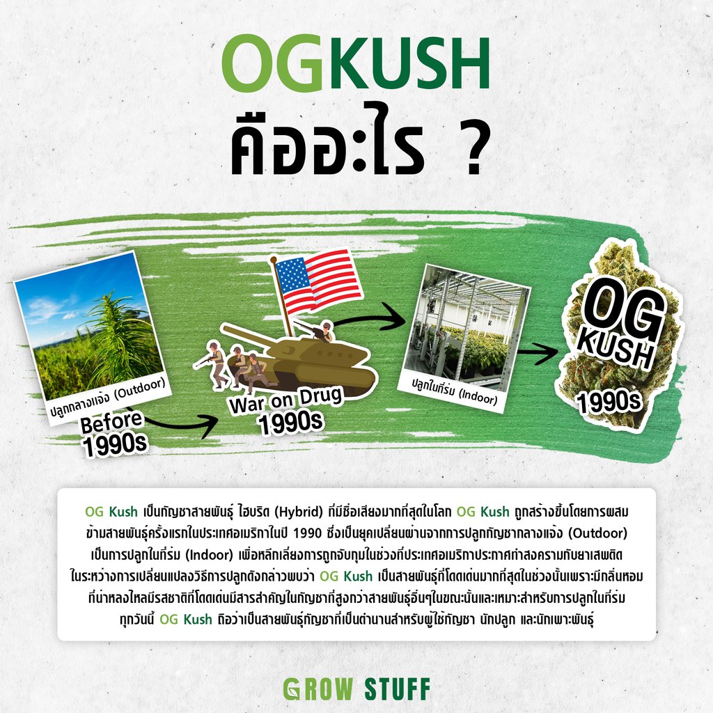 กัญชา OG Kush คืออะไร OG หมายถึงอะไร และมีที่มาจากไหน - GrowStuff Shop ...