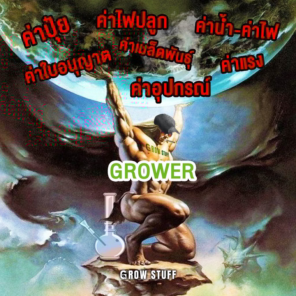 รวมมีมกัญชาโดยพี่หมี Grow Stuff - GrowStuff Shop อุปกรณ์ปลูกต้นไม้