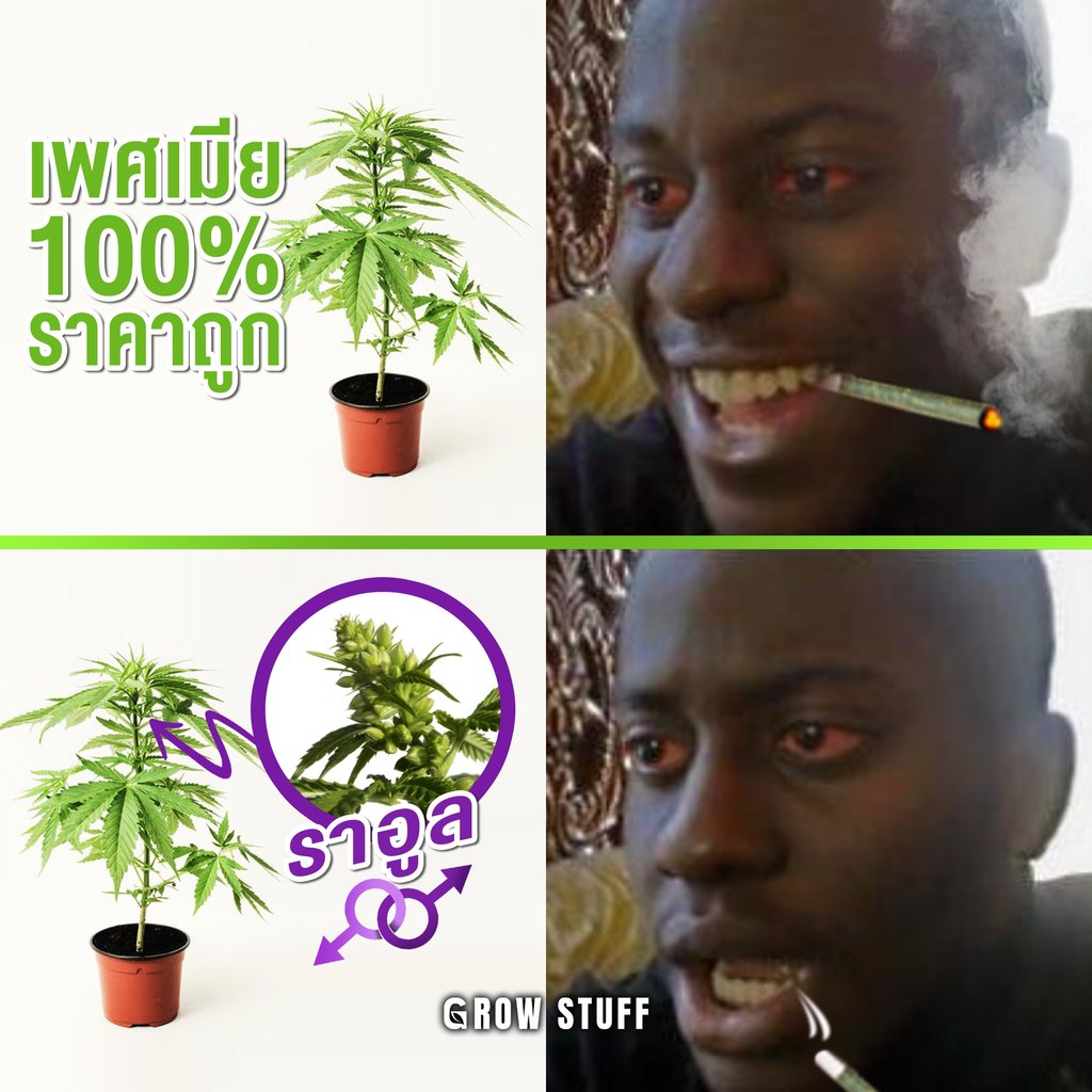รวมมีมกัญชาโดยพี่หมี Grow Stuff - GrowStuff Shop อุปกรณ์ปลูกต้นไม้
