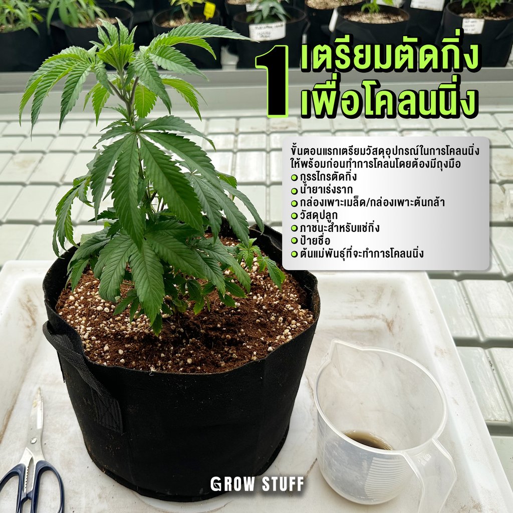 8 ขั้นตอนการโคลนนิ่งกัญชาฉบับง่ายๆที่ใครๆก็ทำได้ - GrowStuff Shop อุปกรณ์ปลูกต้นไม้