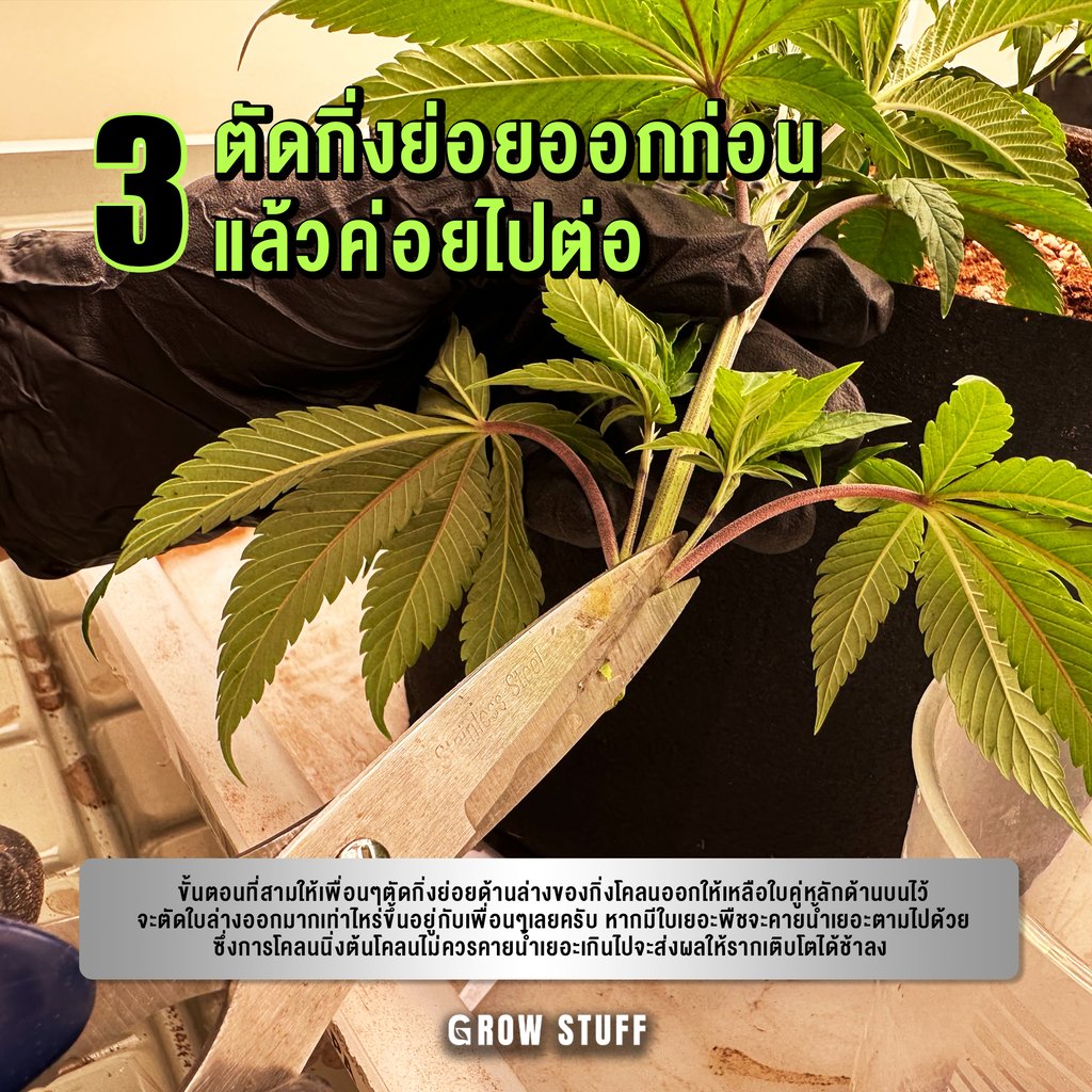 8 ขั้นตอนการโคลนนิ่งกัญชาฉบับง่ายๆที่ใครๆก็ทำได้ - GrowStuff Shop อุปกรณ์ปลูกต้นไม้