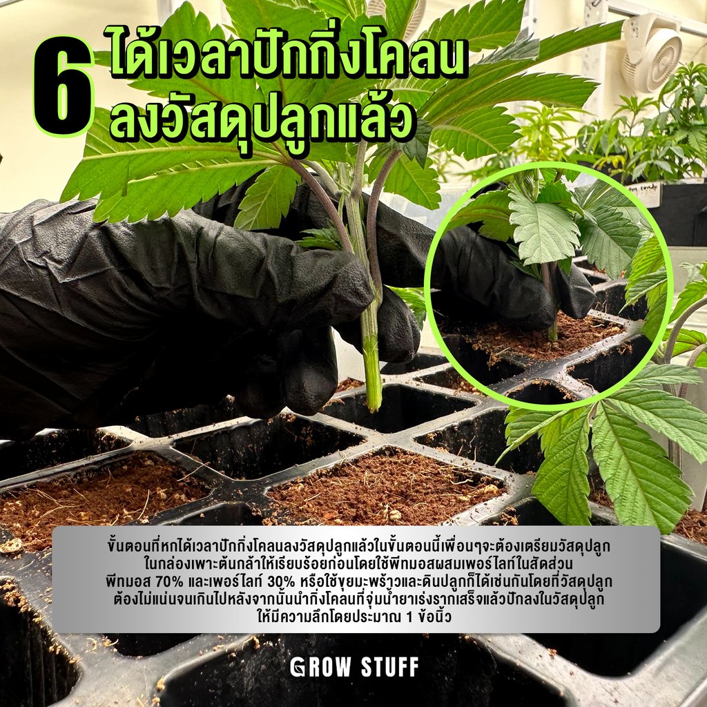 8 ขั้นตอนการโคลนนิ่งกัญชาฉบับง่ายๆที่ใครๆก็ทำได้ - GrowStuff Shop อุปกรณ์ปลูกต้นไม้
