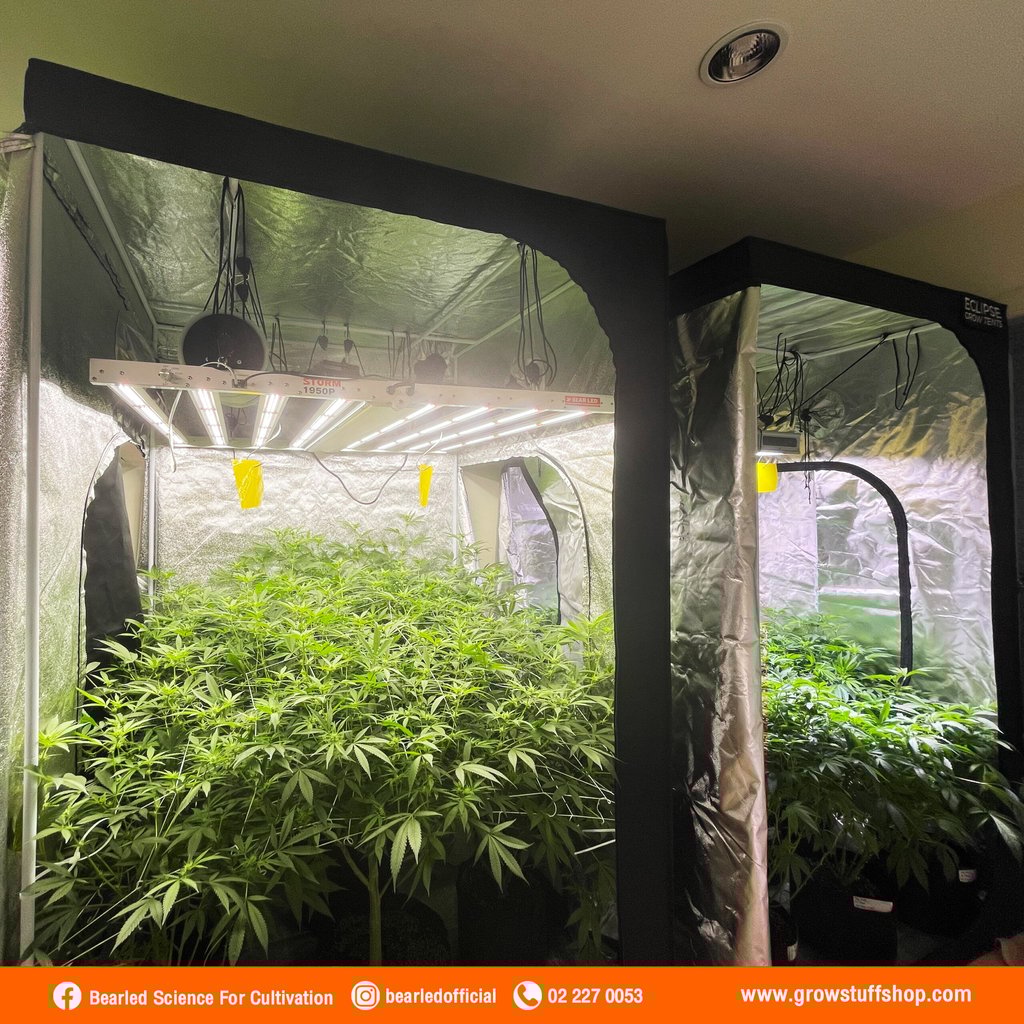 [Review] รีวิวไฟปลูกต้นไม้ BearLED Full Spectrum จากฟาร์มพี่หมี - GrowStuff Shop อุปกรณ์ปลูกต้นไม้