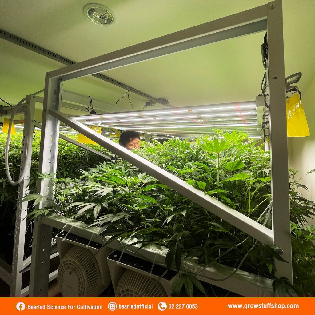 [Review] รีวิวไฟปลูกต้นไม้ BearLED Full Spectrum จากฟาร์มพี่หมี - GrowStuff Shop อุปกรณ์ปลูกต้นไม้