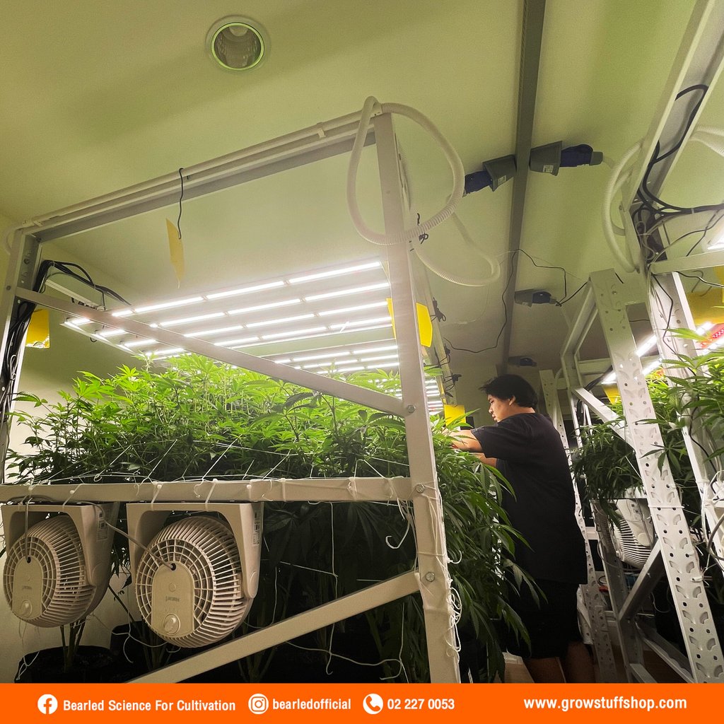 [Review] รีวิวไฟปลูกต้นไม้ BearLED Full Spectrum จากฟาร์มพี่หมี - GrowStuff Shop อุปกรณ์ปลูกต้นไม้