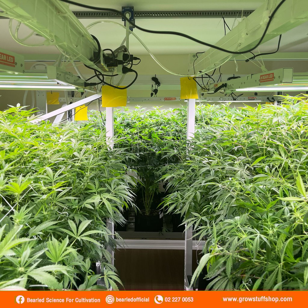 [Review] รีวิวไฟปลูกต้นไม้ BearLED Full Spectrum จากฟาร์มพี่หมี - GrowStuff Shop อุปกรณ์ปลูกต้นไม้