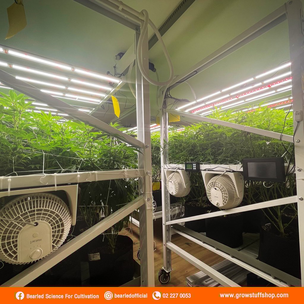 [Review] รีวิวไฟปลูกต้นไม้ BearLED Full Spectrum จากฟาร์มพี่หมี - GrowStuff Shop อุปกรณ์ปลูกต้นไม้