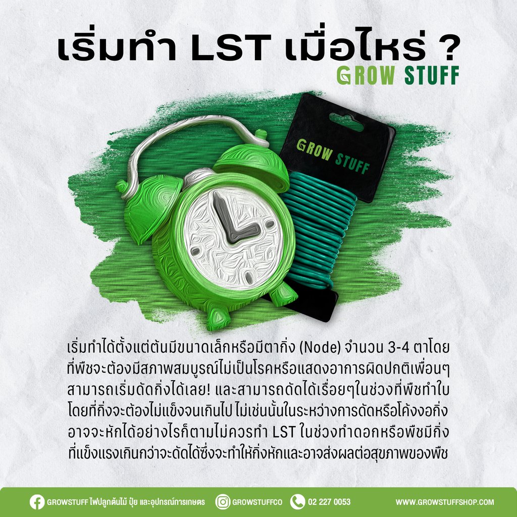 วิธี LST ต้นกัญชาสำหรับมือใหม่ [โอกาสสำเร็จ 99%] - GrowStuff Shop อุปกรณ์ปลูกต้นไม้