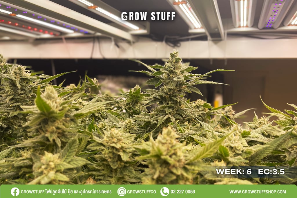 [Review] ดอกกัญชาสวยๆจากฟาร์มพี่หมี GrowStuff - GrowStuff Shop อุปกรณ์ปลูกต้นไม้