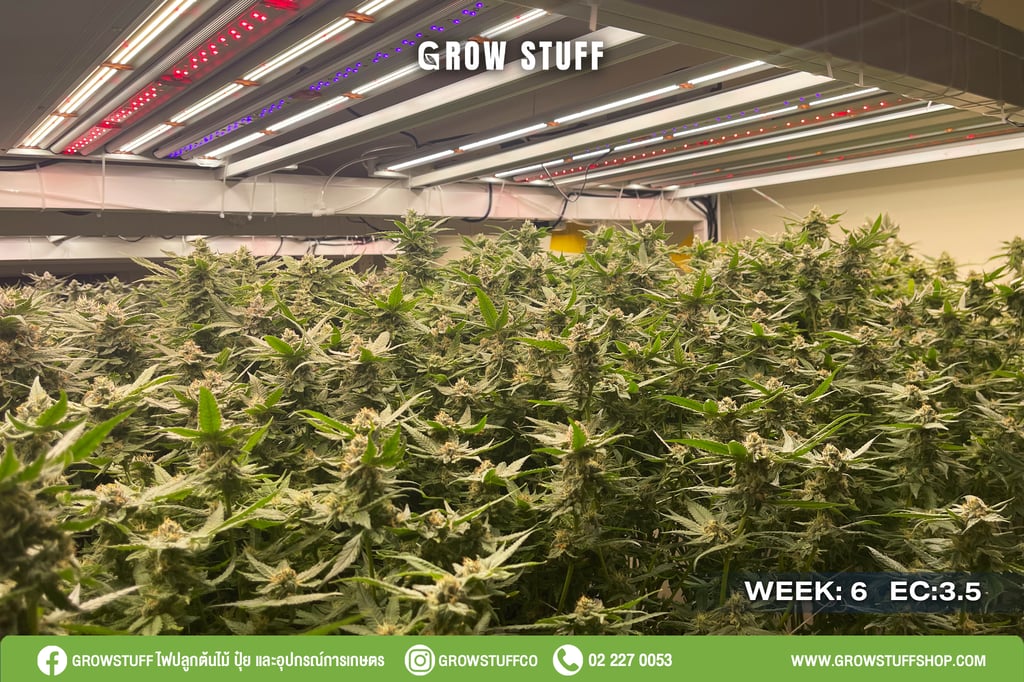 [Review] ดอกกัญชาสวยๆจากฟาร์มพี่หมี GrowStuff - GrowStuff Shop อุปกรณ์ปลูกต้นไม้