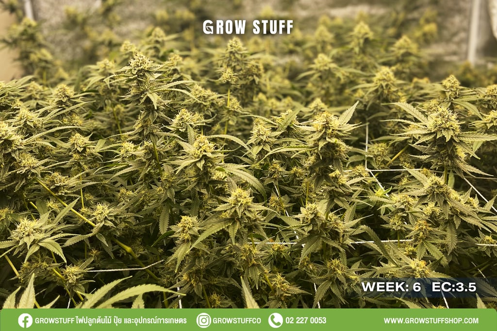[Review] ดอกกัญชาสวยๆจากฟาร์มพี่หมี GrowStuff - GrowStuff Shop อุปกรณ์ปลูกต้นไม้