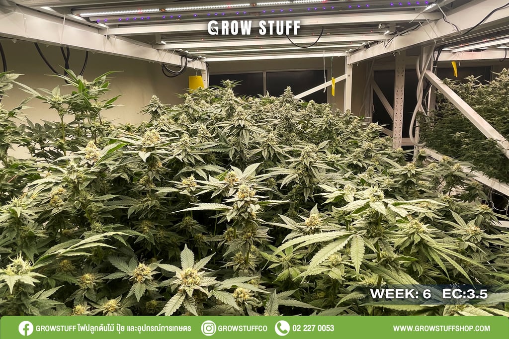 [Review] ดอกกัญชาสวยๆจากฟาร์มพี่หมี GrowStuff - GrowStuff Shop อุปกรณ์ปลูกต้นไม้