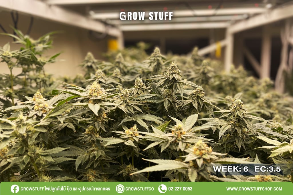 [Review] ดอกกัญชาสวยๆจากฟาร์มพี่หมี GrowStuff - GrowStuff Shop อุปกรณ์ปลูกต้นไม้