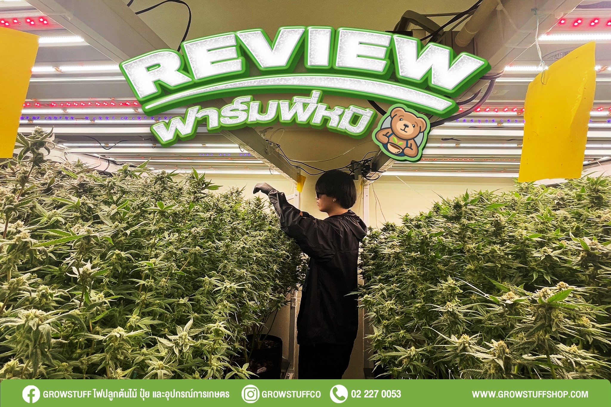 [Review] ดอกกัญชาสวยๆจากฟาร์มพี่หมี GrowStuff - GrowStuff Shop อุปกรณ์ปลูกต้นไม้