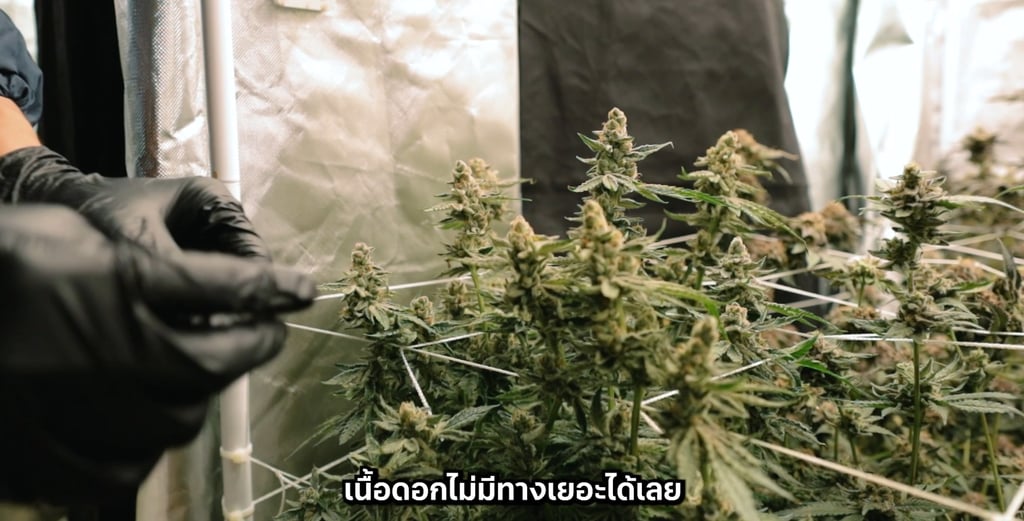 [VDO] Room Tour ก่อนเก็บเกี่ยวต้นกัญชา BIG BUD FARM - GrowStuff Shop อุปกรณ์ปลูกต้นไม้