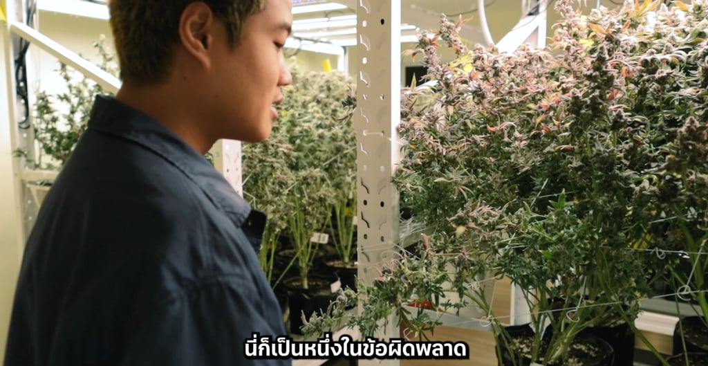 [VDO] Room Tour ก่อนเก็บเกี่ยวต้นกัญชา BIG BUD FARM - GrowStuff Shop อุปกรณ์ปลูกต้นไม้