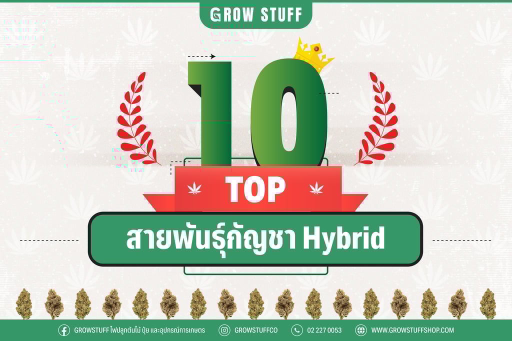 4 สายพันธุ์กัญชา ซาติว่า อินดิก้า ไฮบริด และรูเดราลิสแตกต่างกันอย่างไร - GrowStuff Shop อุปกรณ์ ...