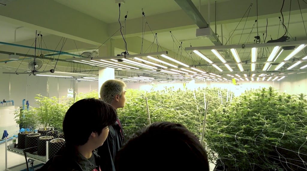 [VDO] คิงเวล ปุ๋ยไทยดีจริงไหม? X ฟาร์มกัญชา THE HIGH CO - GrowStuff Shop อุปกรณ์ปลูกต้นไม้