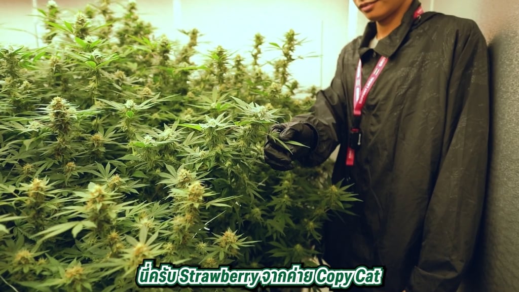 [VDO] คิงเวล ปุ๋ยไทยดีจริงไหม? X ฟาร์มกัญชา THE HIGH CO - GrowStuff Shop อุปกรณ์ปลูกต้นไม้