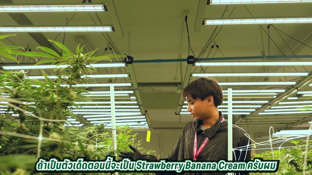 [VDO] คิงเวล ปุ๋ยไทยดีจริงไหม? X ฟาร์มกัญชา THE HIGH CO - GrowStuff Shop อุปกรณ์ปลูกต้นไม้