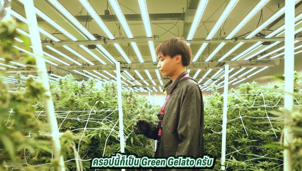 [VDO] คิงเวล ปุ๋ยไทยดีจริงไหม? X ฟาร์มกัญชา THE HIGH CO - GrowStuff Shop อุปกรณ์ปลูกต้นไม้