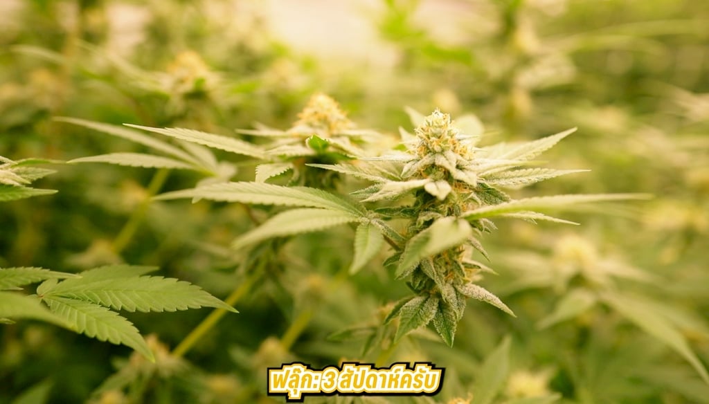 [VDO] คิงเวล ปุ๋ยไทยดีจริงไหม? X ฟาร์มกัญชา THE HIGH CO - GrowStuff Shop อุปกรณ์ปลูกต้นไม้