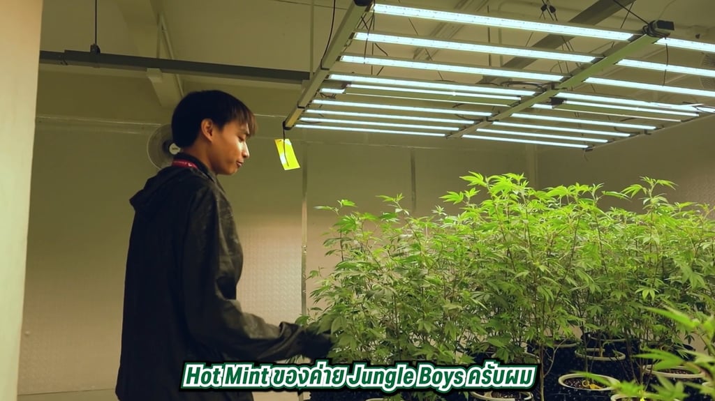 [VDO] คิงเวล ปุ๋ยไทยดีจริงไหม? X ฟาร์มกัญชา THE HIGH CO - GrowStuff Shop อุปกรณ์ปลูกต้นไม้
