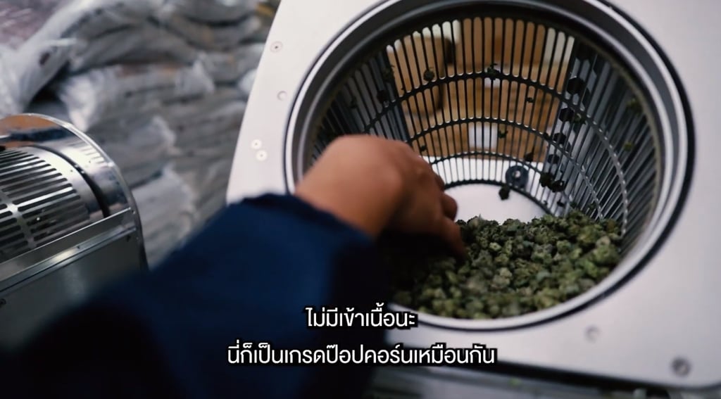 [VDO] เปรียบเทียบประสิทธิภาพเครื่องทริมกัญชา 3 ขนาด S M L - GrowStuff Shop อุปกรณ์ปลูกต้นไม้