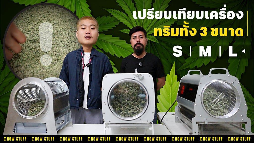8 สายพันธุ์กัญชา THC สูงที่ต้องลิ้มลอง - GrowStuff Shop อุปกรณ์ปลูกต้นไม้
