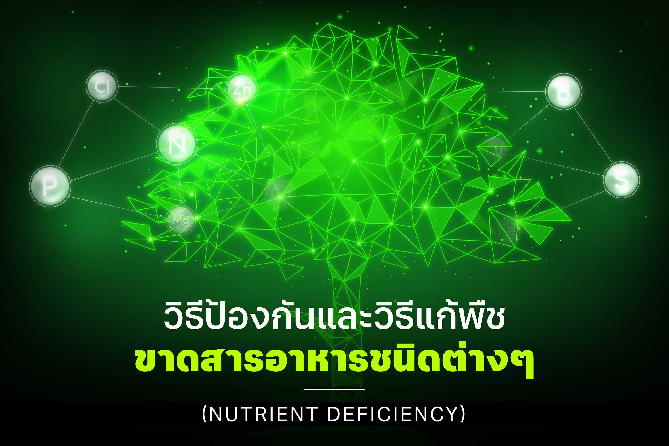 วิธีป้องกันและวิธีแก้พืชขาดสารอาหารชนิดต่างๆ (Nutrient Deficiency ...