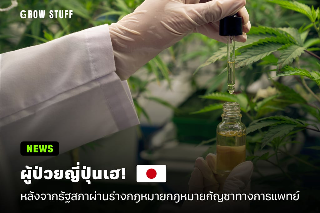 4 สายพันธุ์กัญชา ซาติว่า อินดิก้า ไฮบริด และรูเดราลิสแตกต่างกันอย่างไร - GrowStuff Shop อุปกรณ์ ...