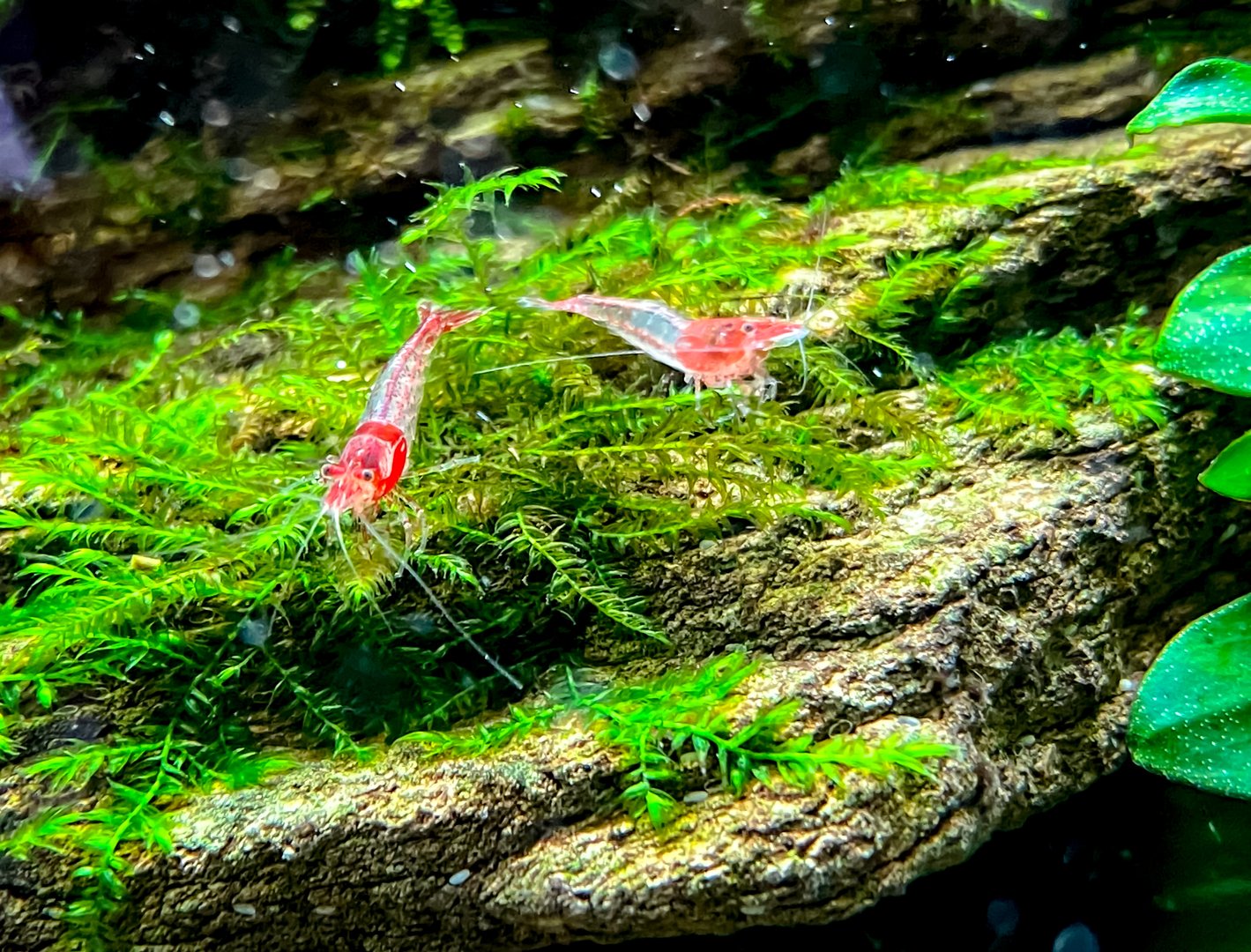 Complete Red Cherry Shrimp Care Guide 2025 - Tank Setup, Breeding ...