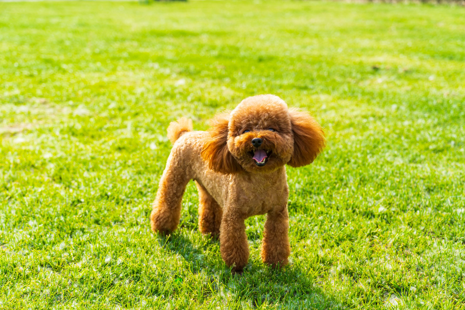 Doggy & Barkley: Premier Toy Poodle Breeder in Florida