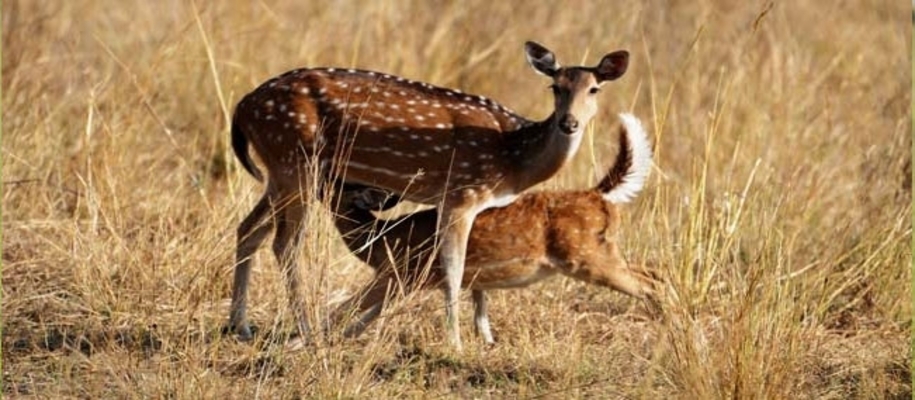 Ambapani Wildlife Sanctuary Orissa