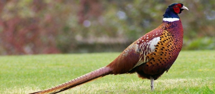Churdhar Wildlife Sanctuary in Himachal Pradesh | Indian Holiday