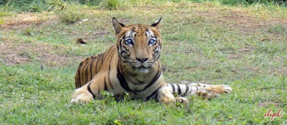 Simlipal Wildlife Sanctuary in Orissa, India