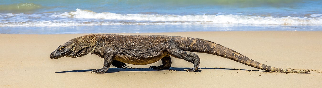 Komodo National Park Travel Guide | Ticket Price
