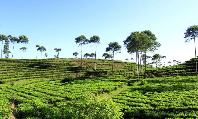 Explore Serene Tea Plantations in Kerala | Indian Holiday