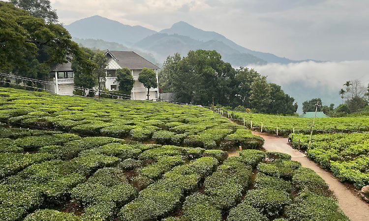 Explore Serene Tea Plantations in Kerala | Indian Holiday
