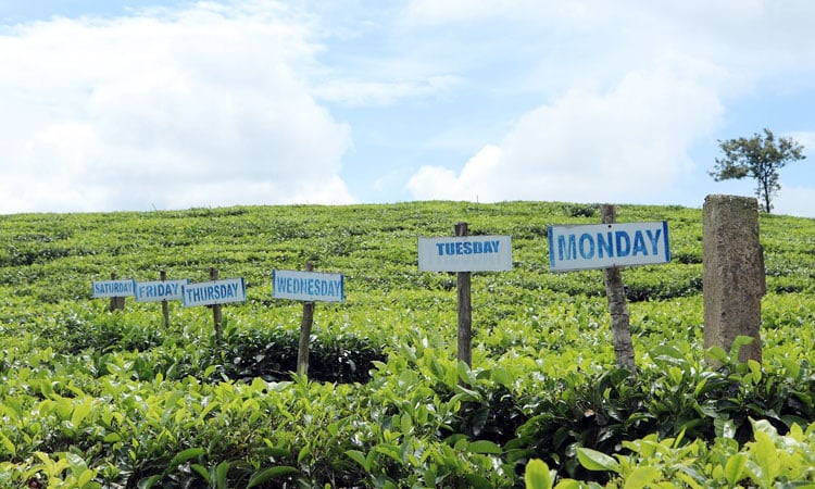 Explore Serene Tea Plantations in Kerala | Indian Holiday