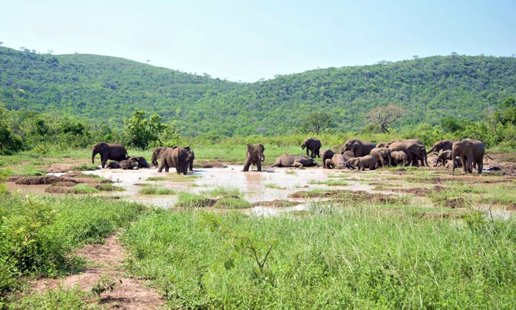 Best Things to Do in Pasighat | Indian Holiday