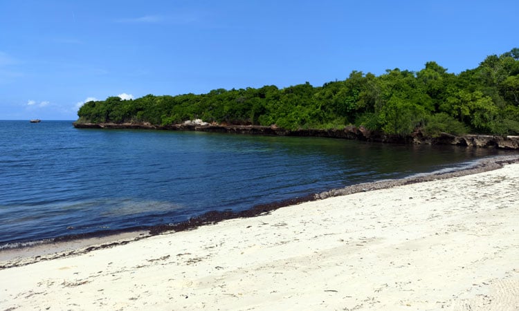 Dolphin & Whale Watching in Mauritius – Best Spots