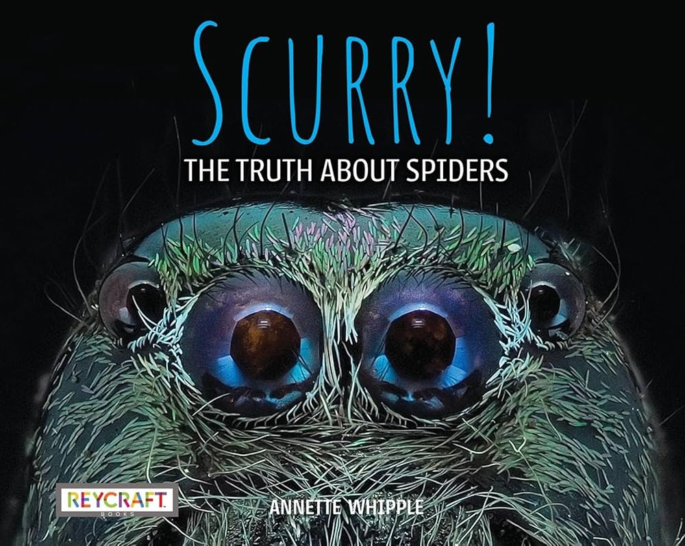 Spiders: The Best and Most Beautiful Books | KidMinds