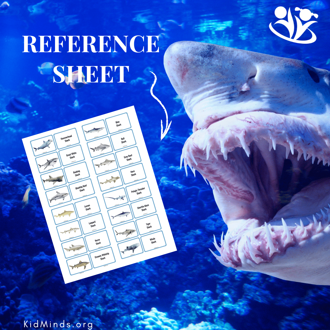 The Best Shark Names Memory Game (Free PDF) | KidMinds