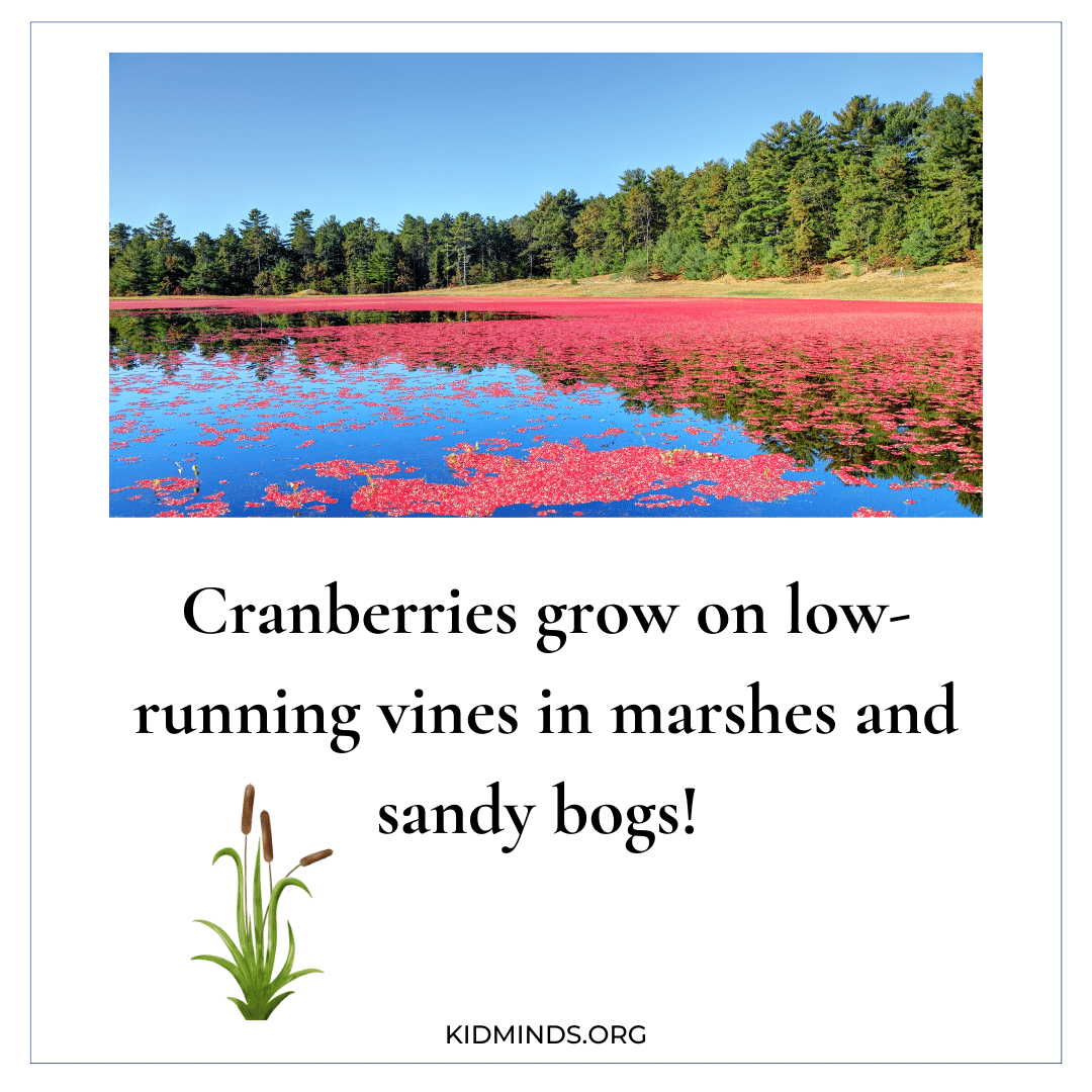 The Best Cranberry Jokes and Facts (Free PDF) | KidMinds