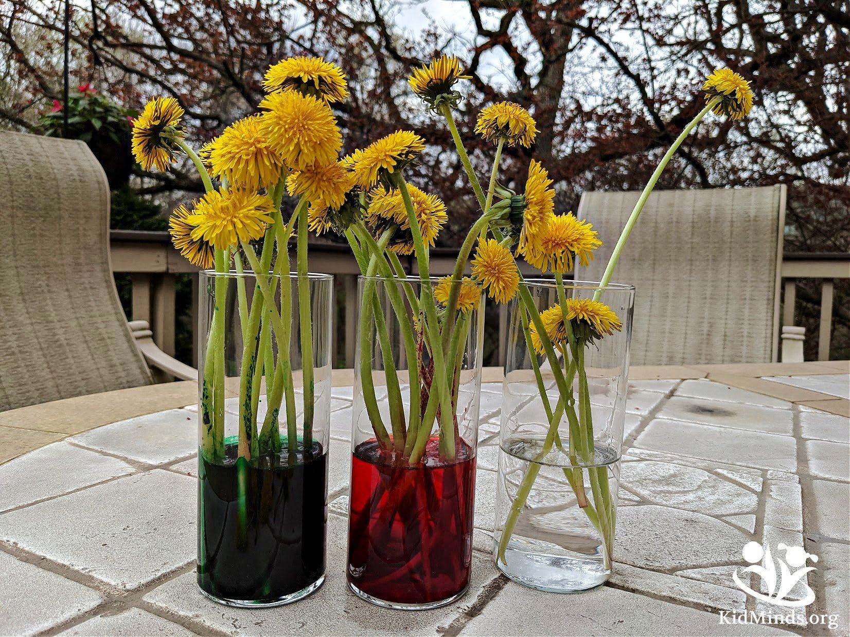 The Best and Most Remarkable Dandelion Experiments and Activities ...