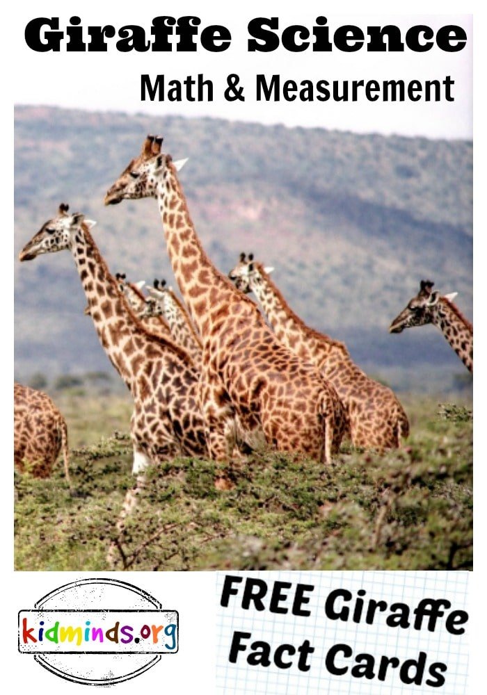 Giraffe Science, Math and Measurement | KidMinds
